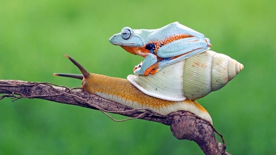 Story Of A Tree Frog, How Expansion Affected Two Populations - JGuru