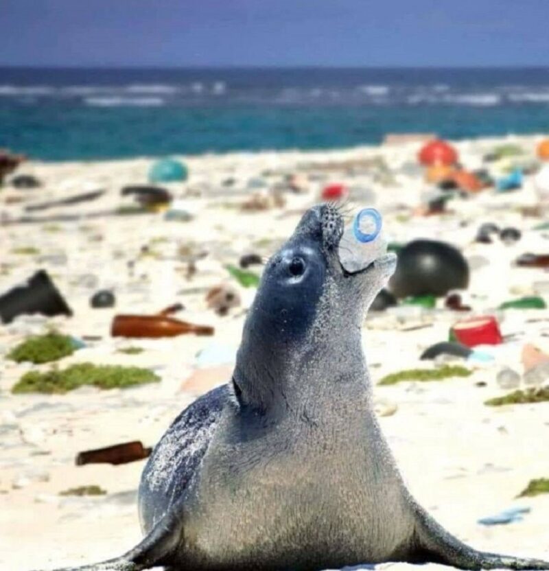 Plastic In The Ocean For Animals, Plastic Is Turning The Ocean Into A ...