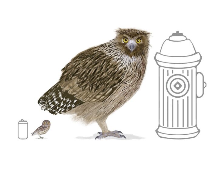 The World’s Biggest Owl Is Endangered Too Late To Save It - JGuru