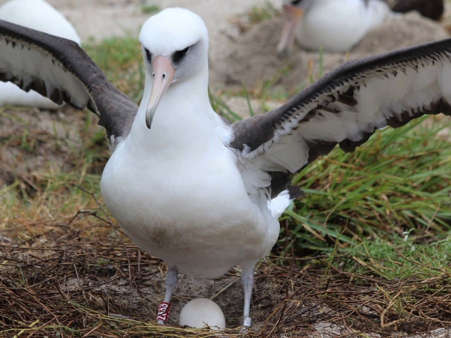 Wisdom, The Oldest Bird In The World, Becomes A Mother Again At 70 - JGuru